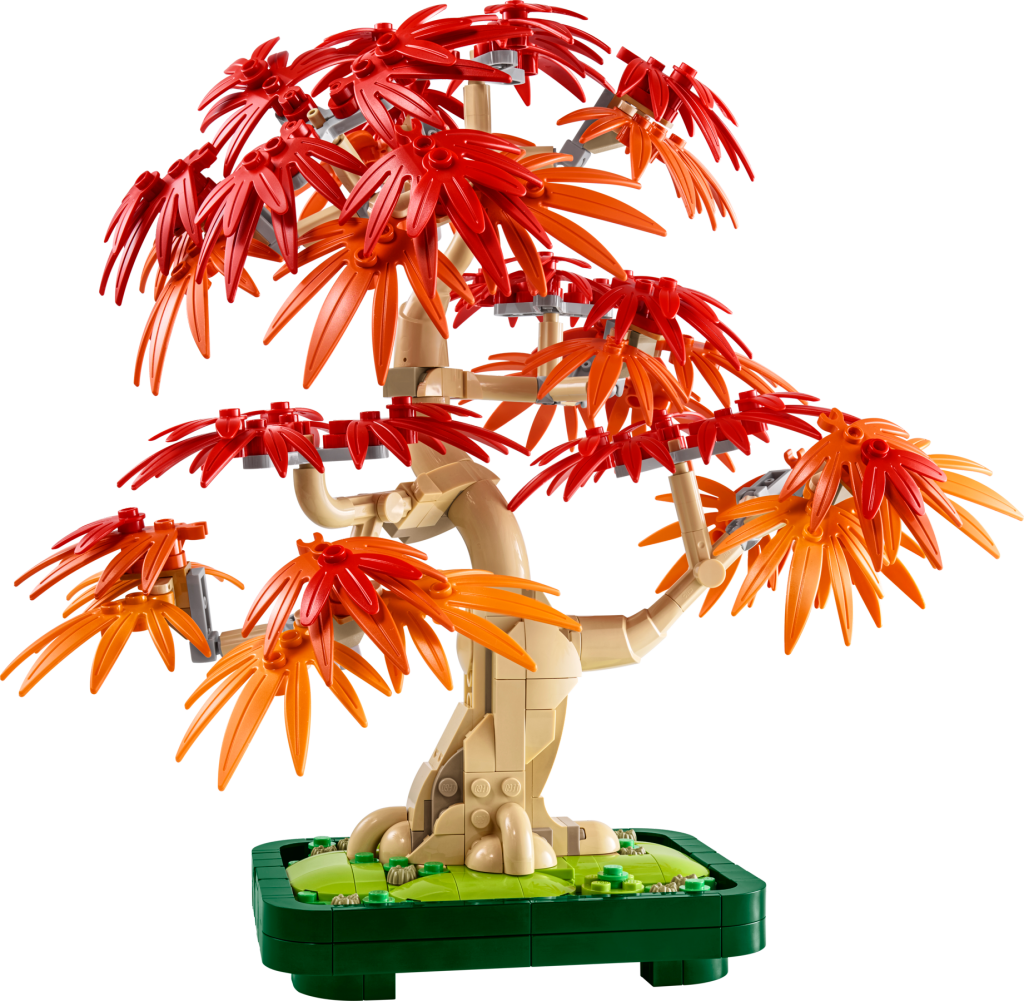 Japanese Red Maple Bonsai Tree Revealed - The Brick Stand